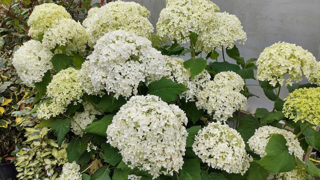Expert tips for how to prune Annabelle hydrangeas | Homes and Gardens