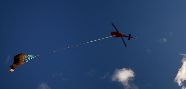Up and Away! Photos of Rhinos in Flight | Live Science