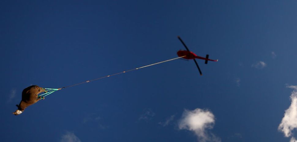 Up and Away! Photos of Rhinos in Flight | Live Science