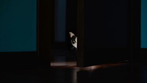 Why do cats play at night? Plus how to stop them waking you | PetsRadar