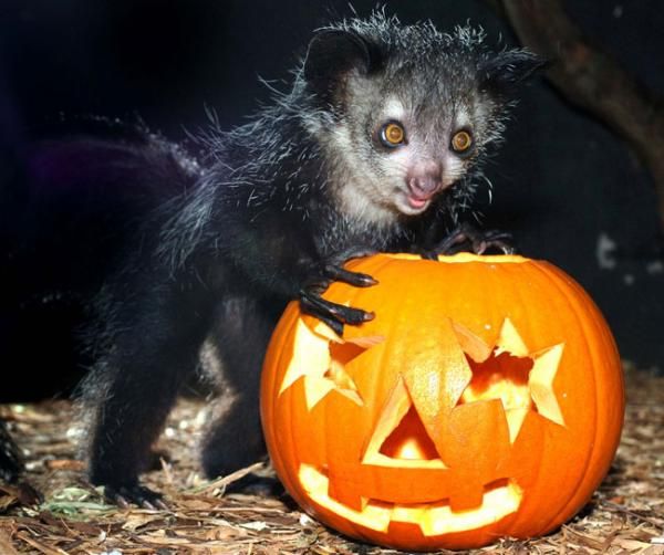 In Photos: The World's Freakiest Looking Animals | Live Science