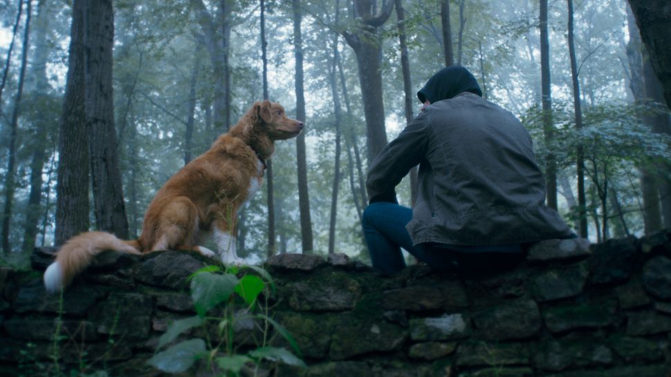 Indy the dog was not hurt in the making of new horror film Good Boy ...