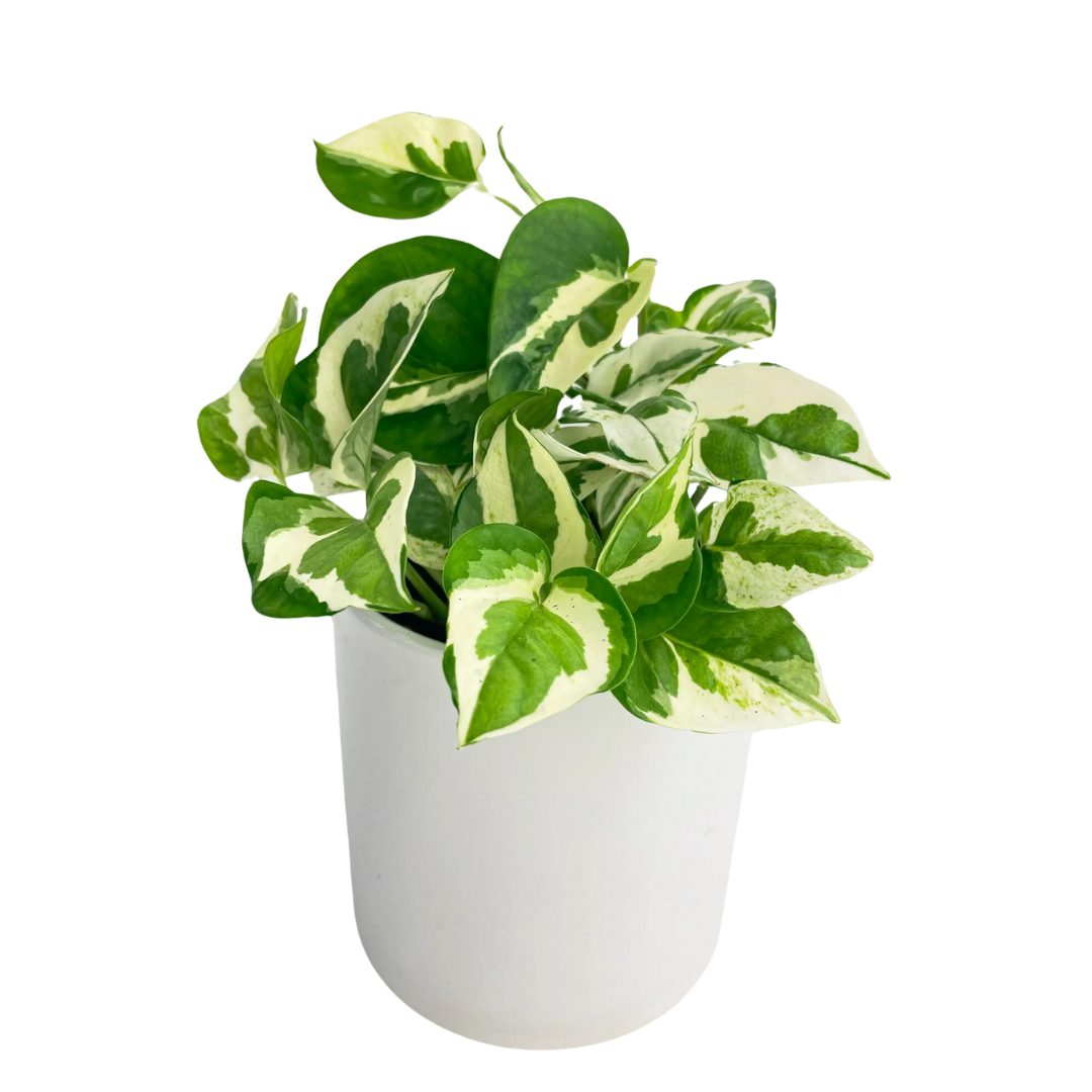 Pothos Varieties — 7 Types That Will Style Up Your Home | Livingetc