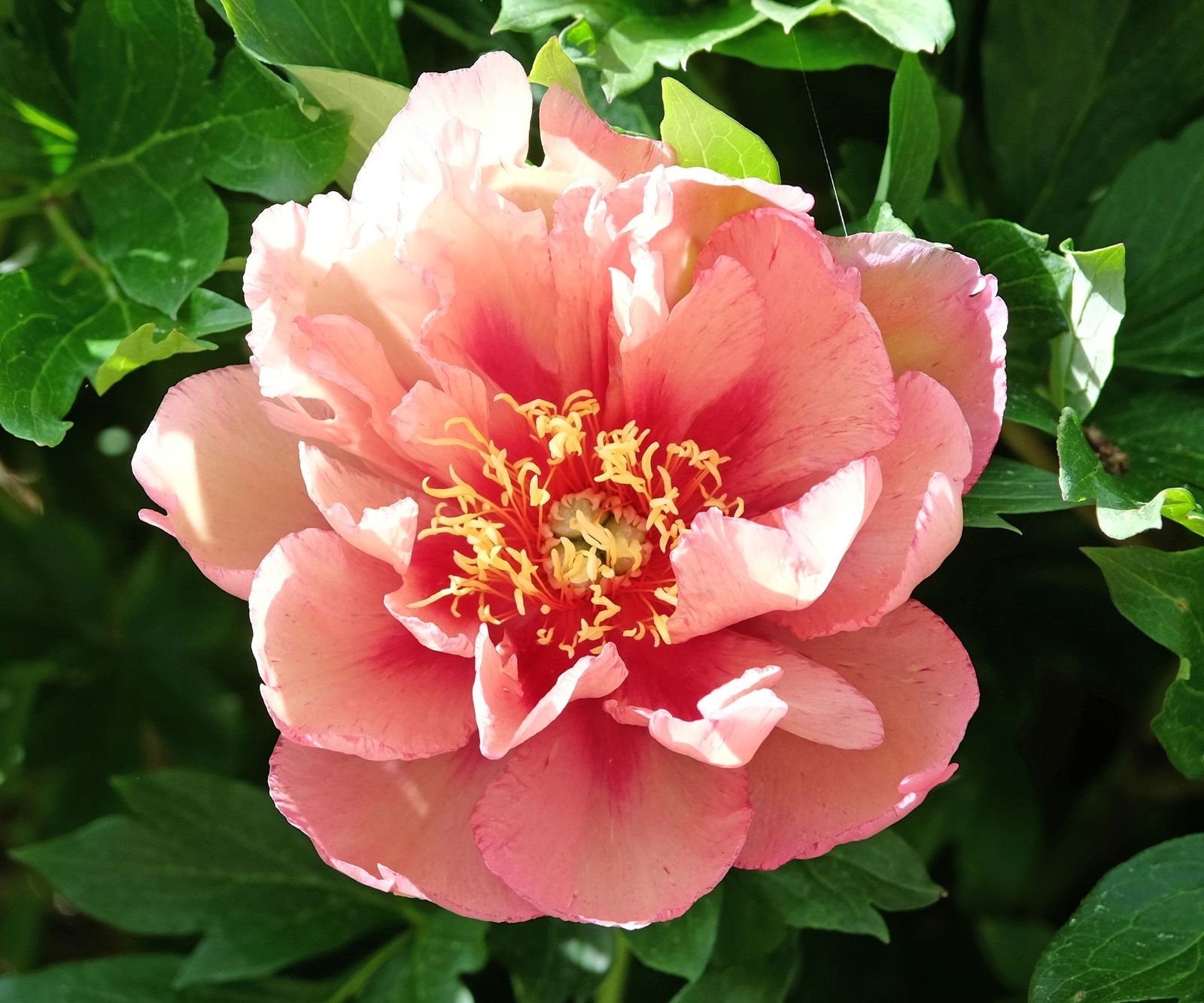 Grow These 8 Peony Colors For A Spring Rainbow In Your Yard | Gardening ...