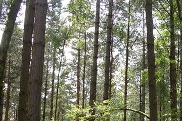 How Plants May Help Offset Global Warming | Climate Change | Live Science