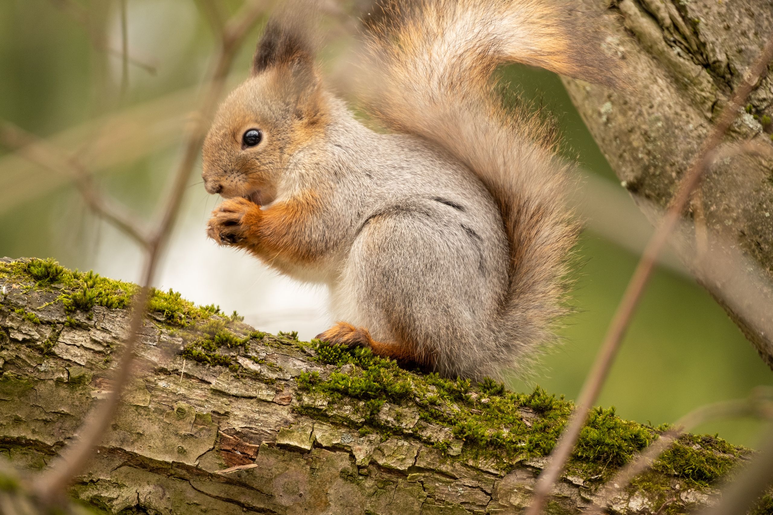How to get rid of squirrels | Homes and Gardens