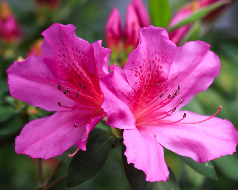 How to prune azaleas: to keep them healthy and beautiful | Homes & Gardens