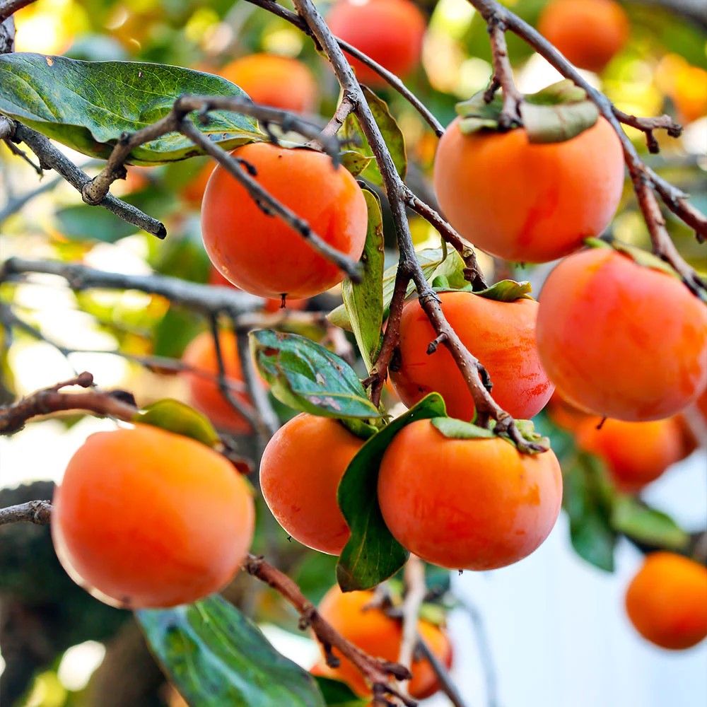 How to grow a persimmon tree in a container: expert advice | Homes and Gardens