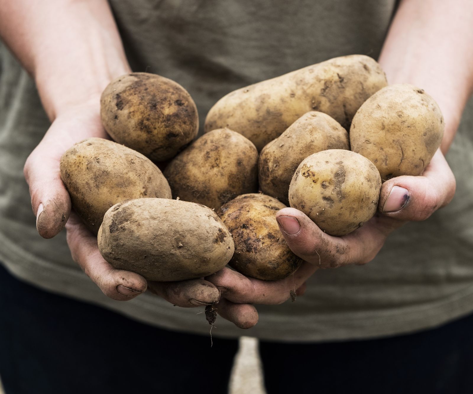 How to grow bigger potatoes - expert tips for large crops | Homes and ...