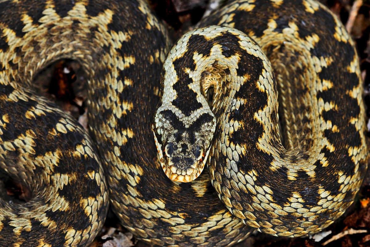 The slithering truth about the snakes of Britain, from grass snakes to ...