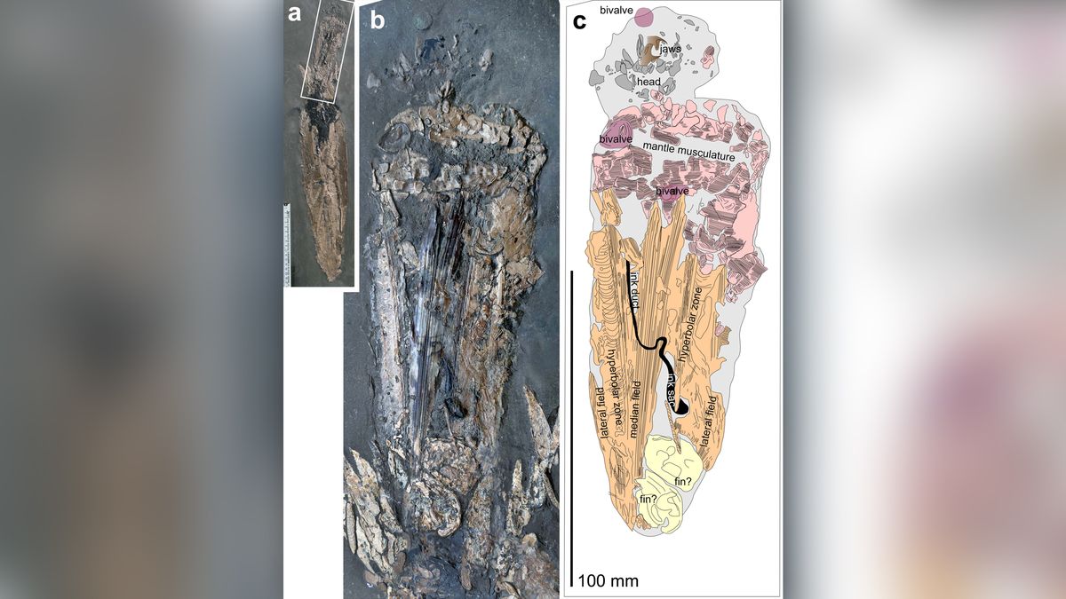 Vampire squid ancestor died in 'eternal embrace' with its dinner | Live ...
