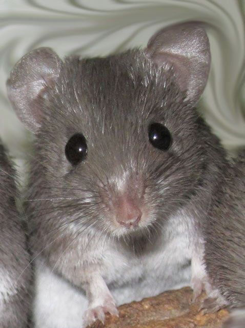 Mighty Mouse Holds Secret for Regrowing Skin | Live Science