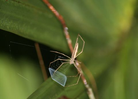 Photos: What Big Eyes! Spider's Huge Peepers Help Snag Prey | Live Science
