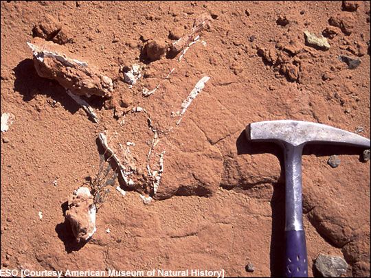 Image Gallery: Dinosaur Fossils | Live Science