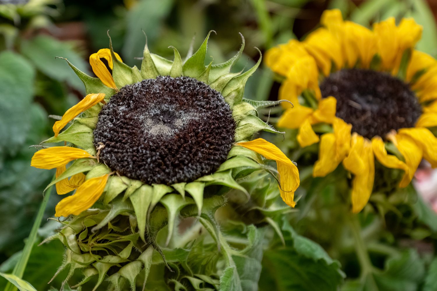 5 deadheading mistakes you're making, and how to avoid them | Livingetc