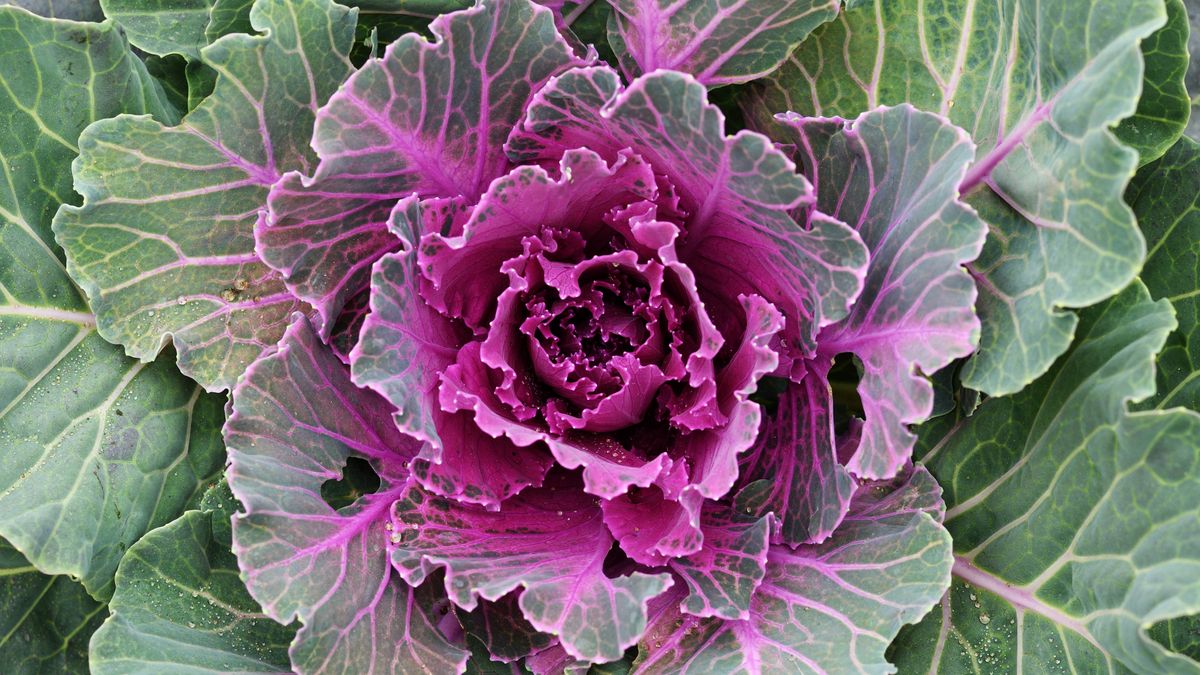 7 best winterproof plants to survive the cold | Tom's Guide