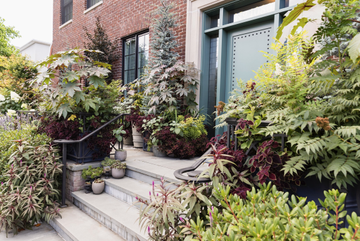 7 Architectural Plants to Make Winter Gardens Look More Expensive ...