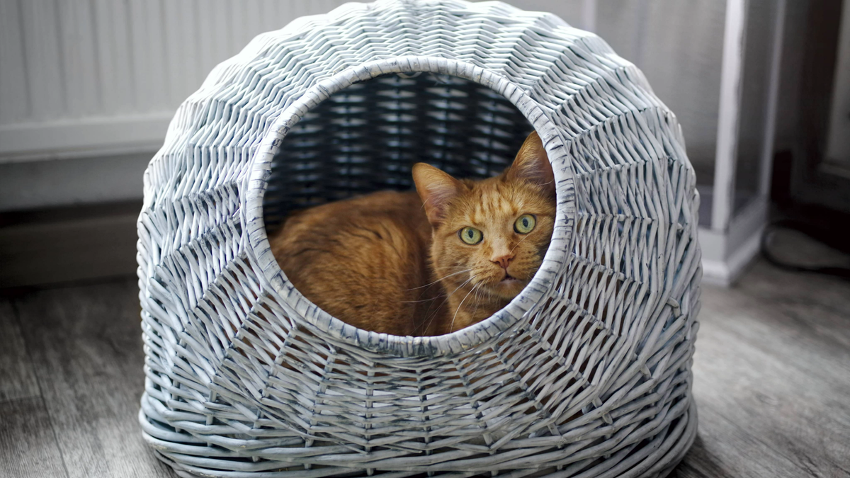 The 6 best cat beds 2025, reviewed and approved by our cats | PetsRadar