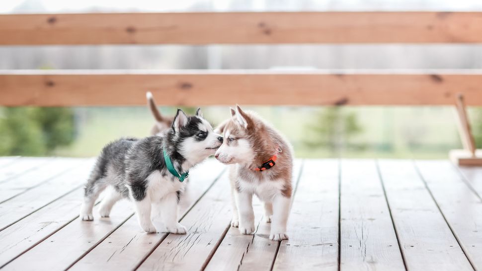 32 facts about puppies | PetsRadar