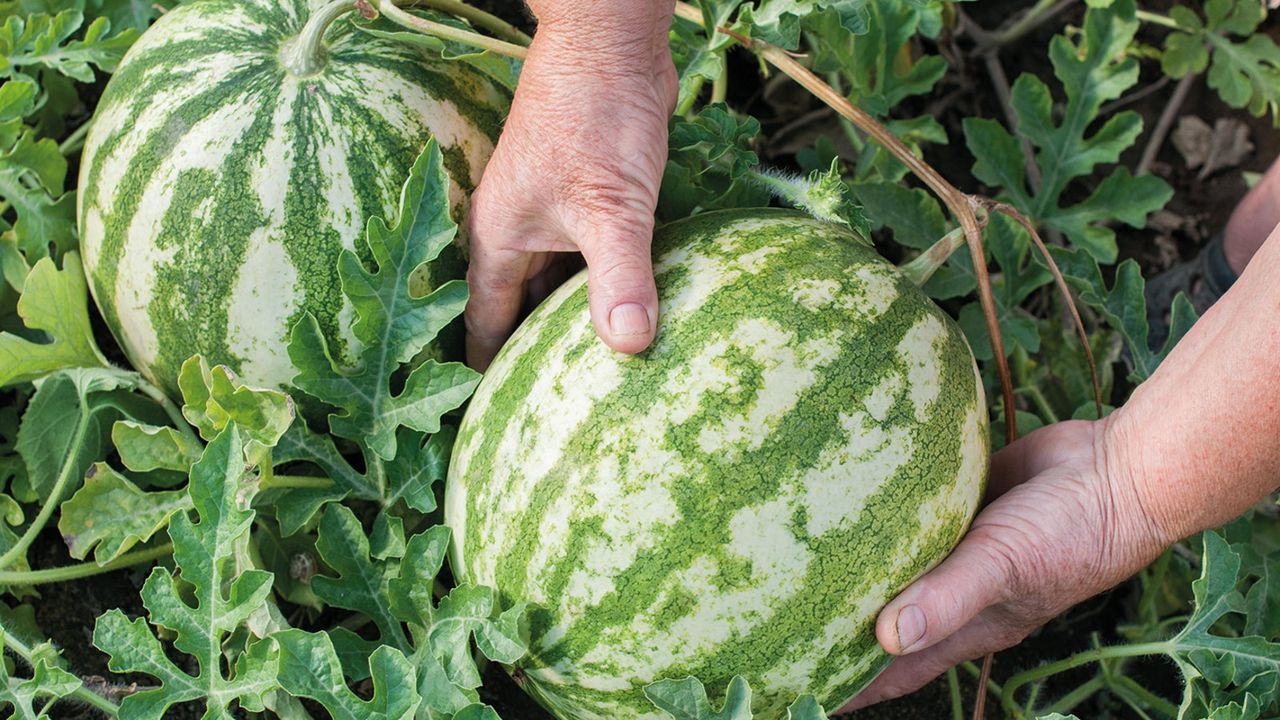 When to plant watermelon: for a delicious summer harvest | Homes and ...