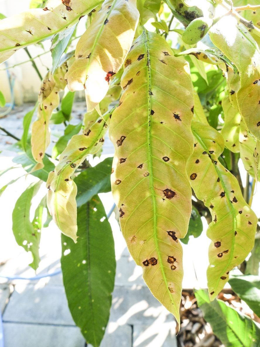 Recognizing Mango Disease Symptoms - Learn About Managing Mango Tree ...