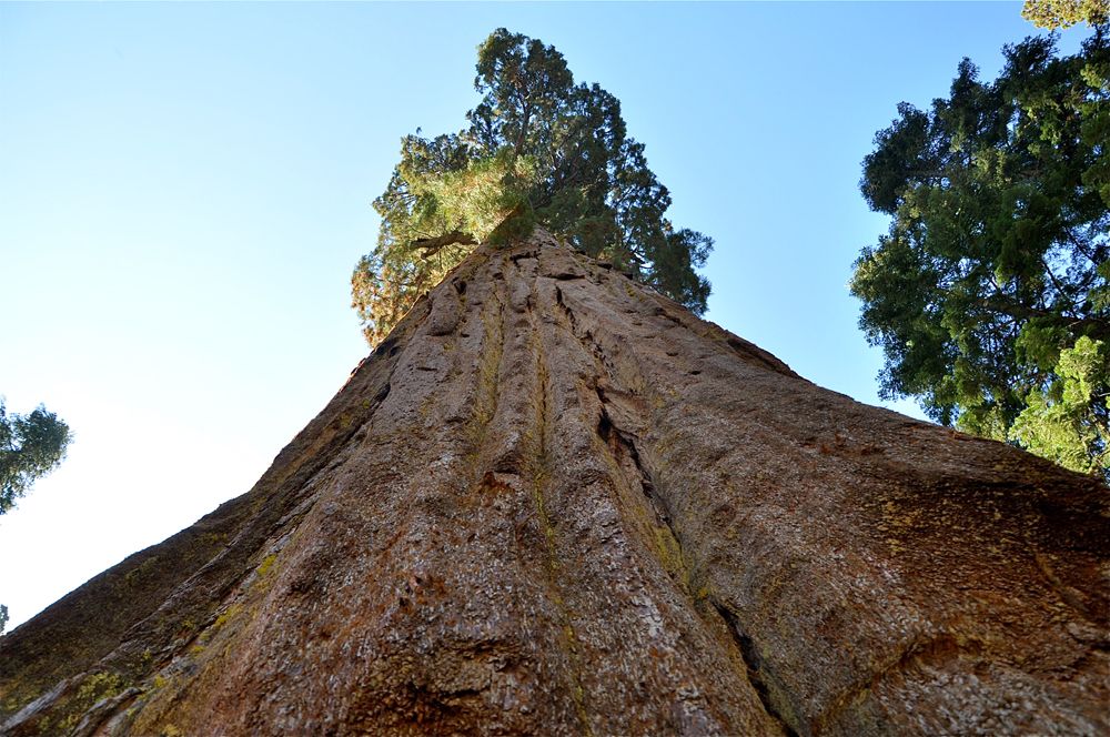 Nature's Giants: Photos of the Tallest Trees on Earth | Live Science