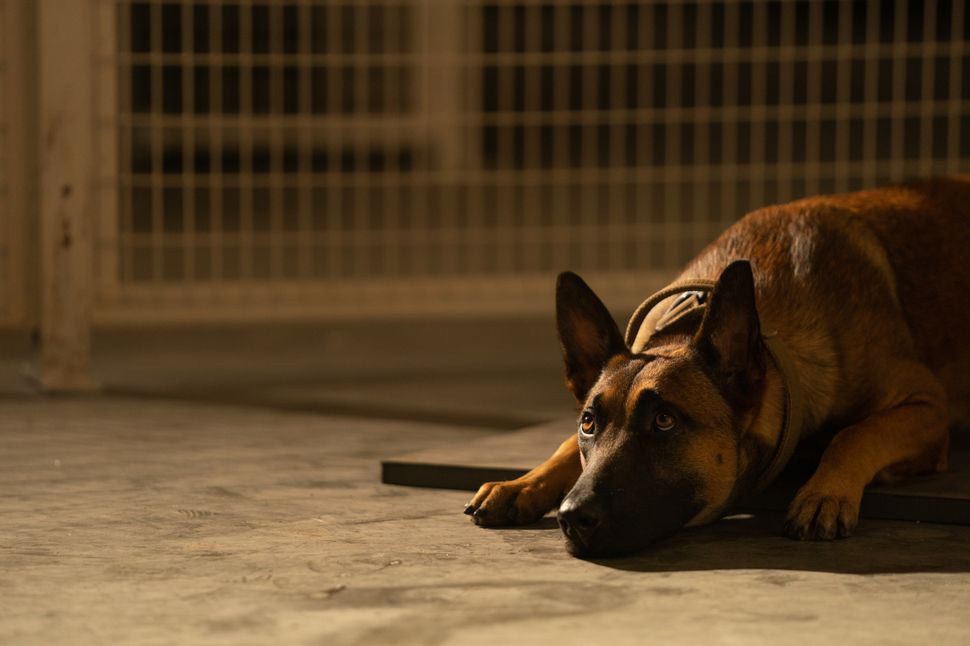 Dog — release date, trailer, and all we know about the movie | What to ...