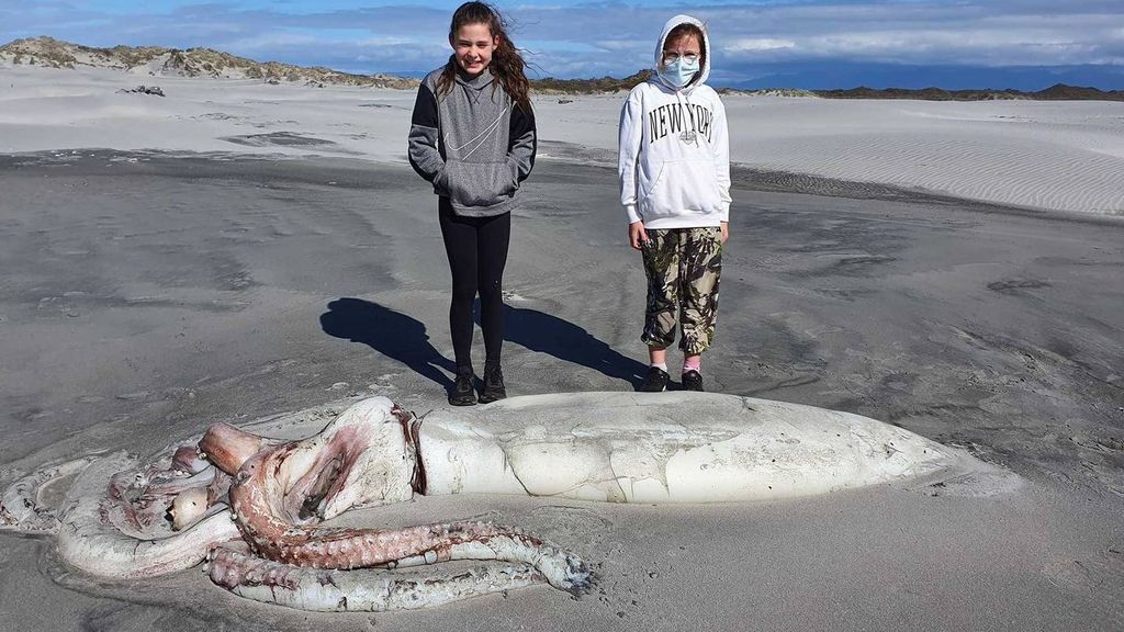 Giant squid corpse with half-eaten tentacles stuns tourists on New ...