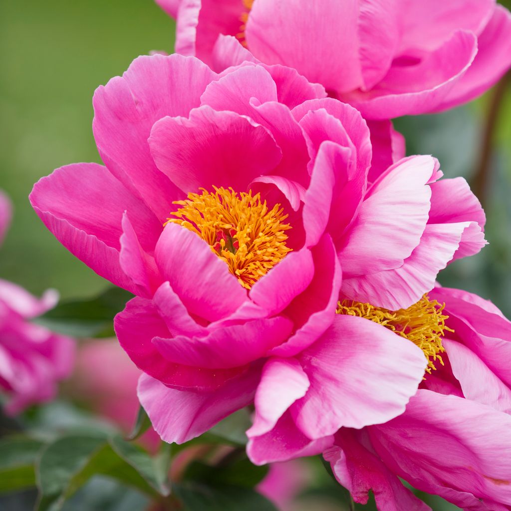 How to grow peonies and fill the garden with pretty blooms | Ideal Home