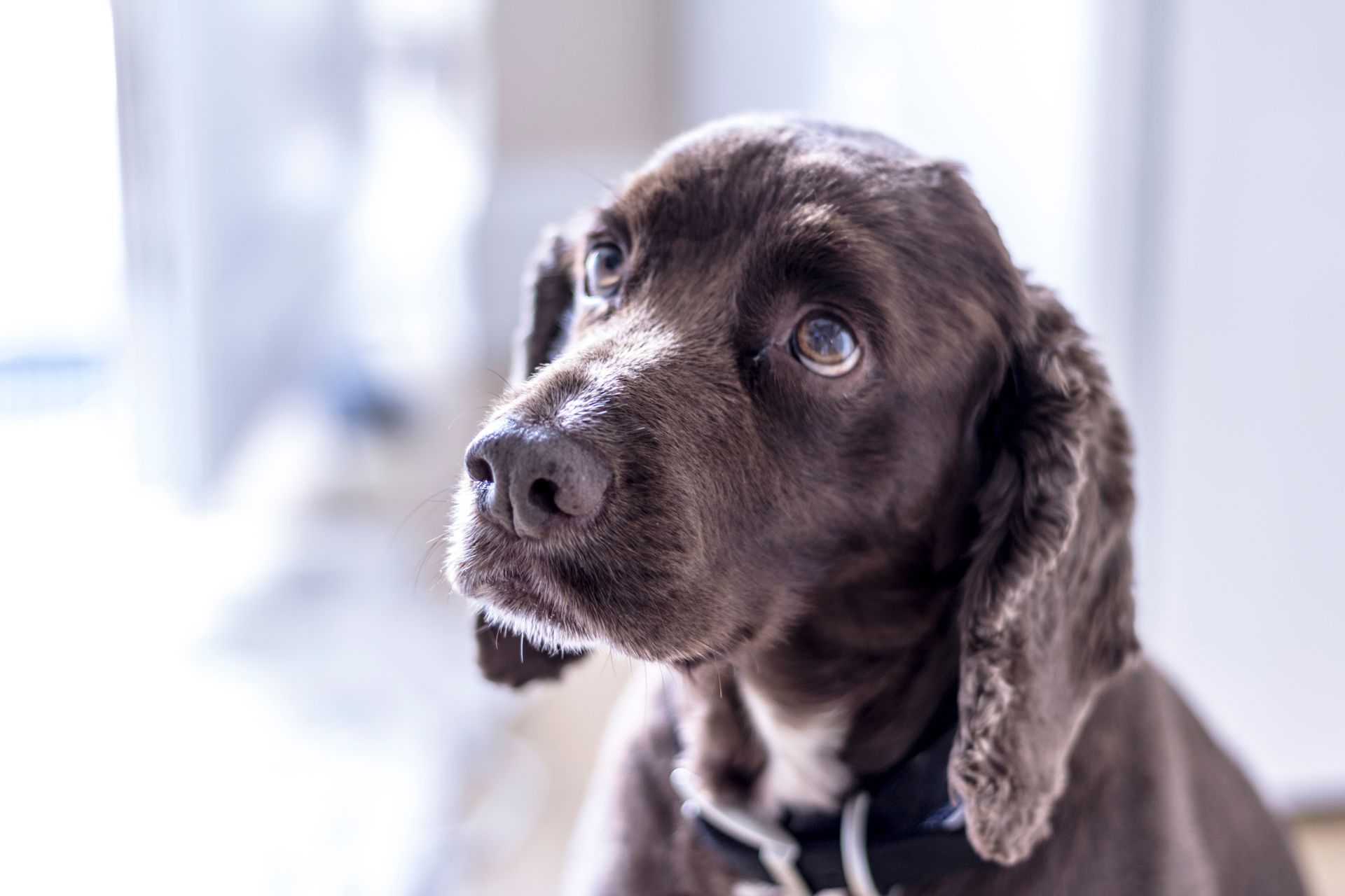 How to stop your dog from chasing and barking at cats, by expert ...