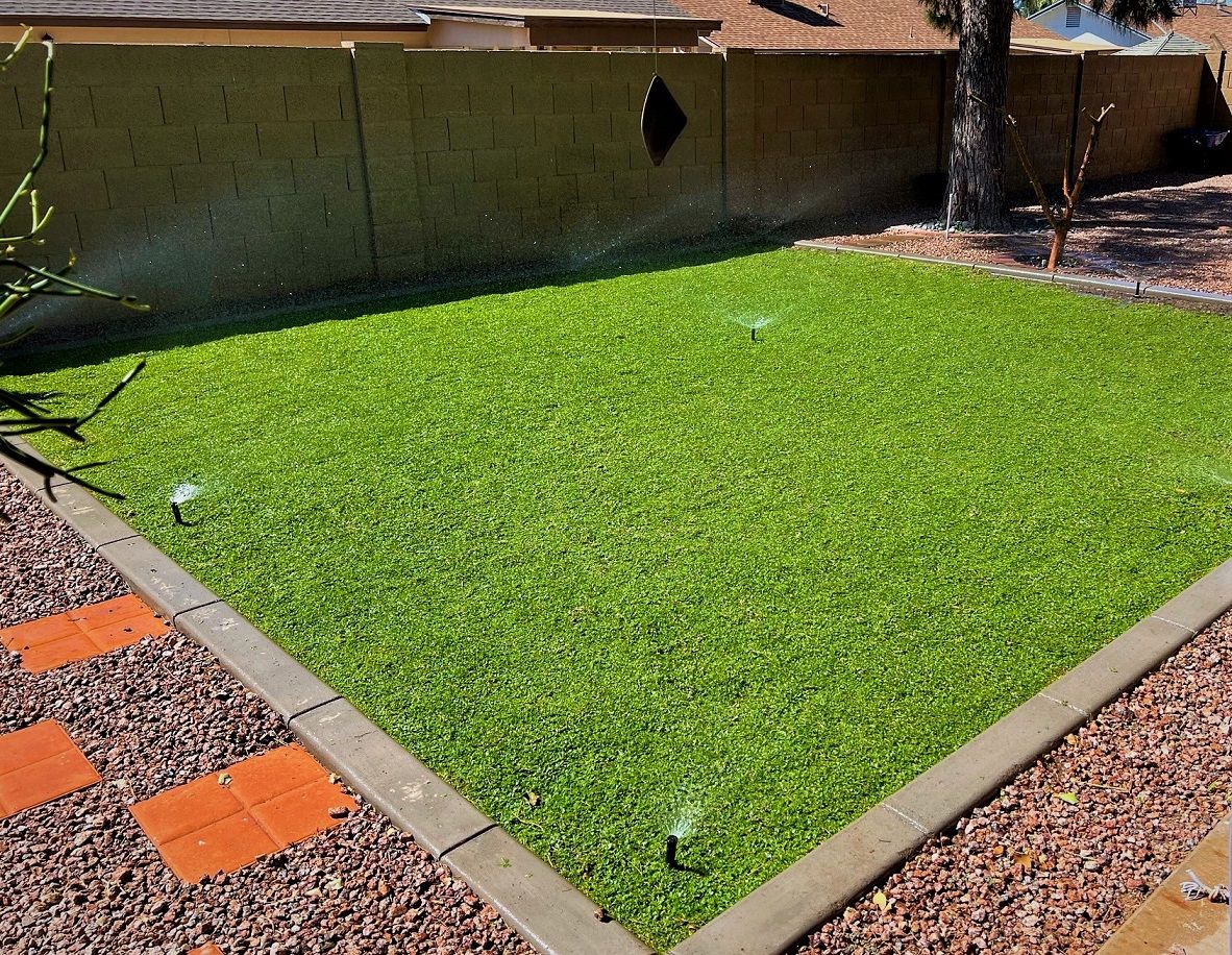 17 Grass Alternatives That Are Easy to Maintain | Livingetc