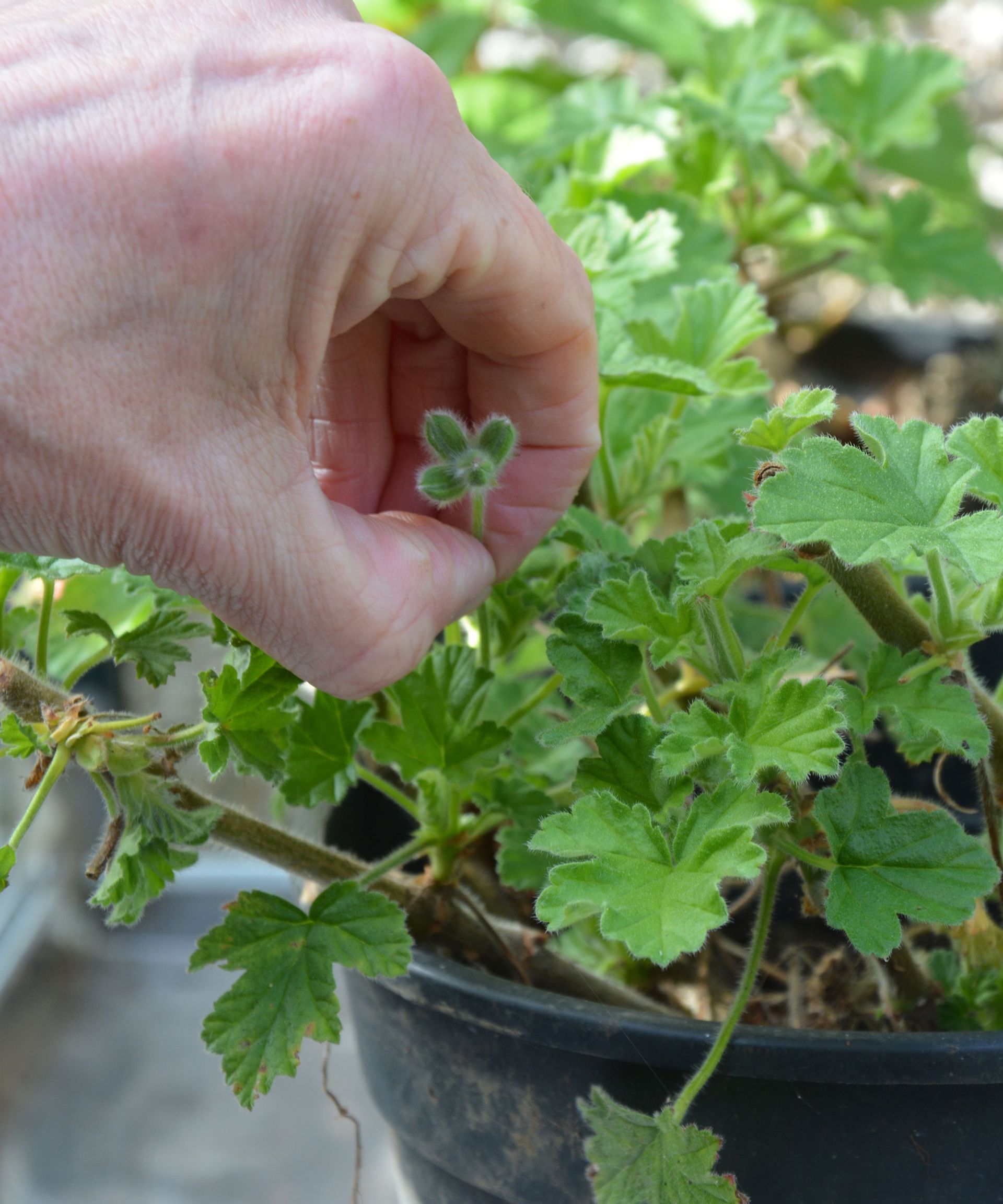 How to overwinter geraniums: expert tips for cold weather | Gardeningetc