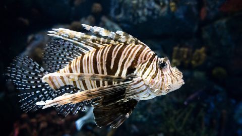 13 of the most venomous sea creatures on Earth | Live Science