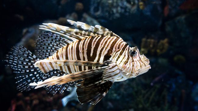 13 of the most venomous sea creatures on Earth | Live Science