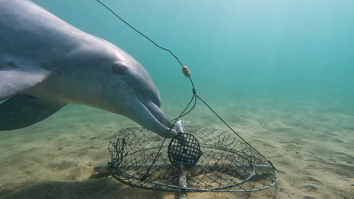 Watch dolphins raid crab pots off Australia in never-before-seen ...