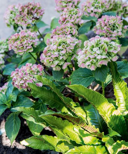 How to grow hydrangeas: when, where and how to plant them | Homes and ...