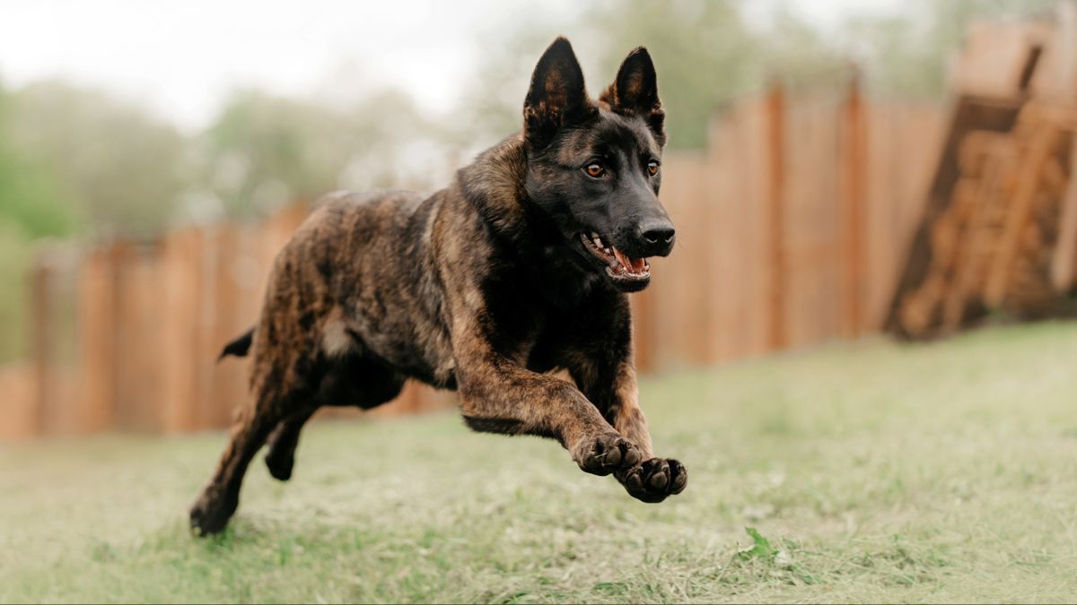 32 things to know about Dutch shepherd dogs | PetsRadar
