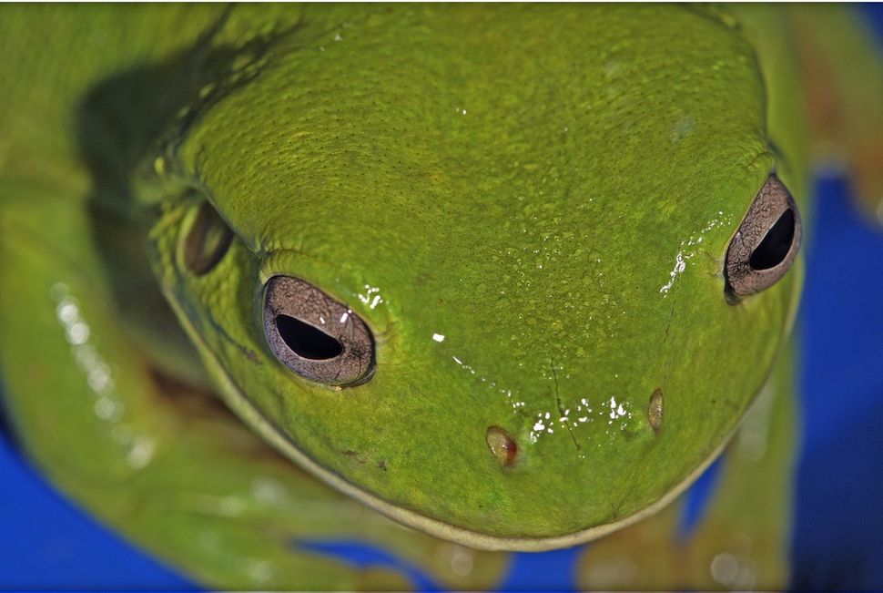 Desert Frogs 'Fog Up' to Collect Water | Live Science