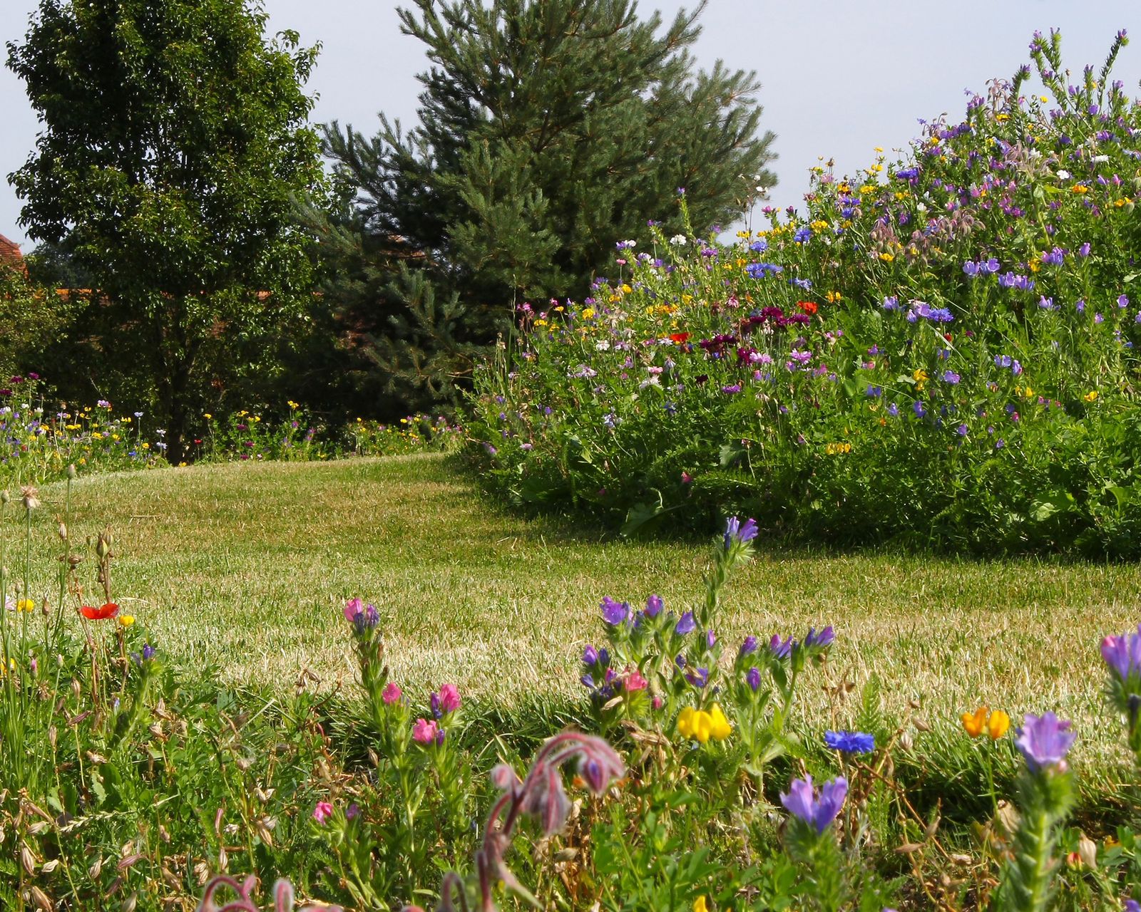 Wildflower garden ideas: 10 ways to grow meadow flowers | Homes and Gardens