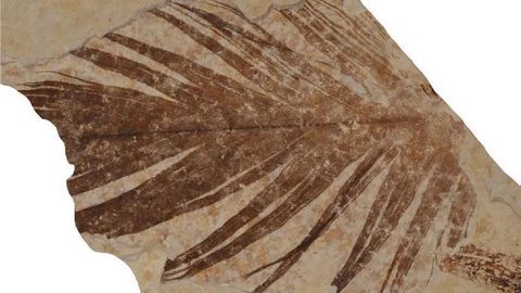 125 million-year-old dinosaur feathers were remarkably similar to ...