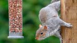 How to get rid of ground squirrels and prevent damage | Homes and Gardens