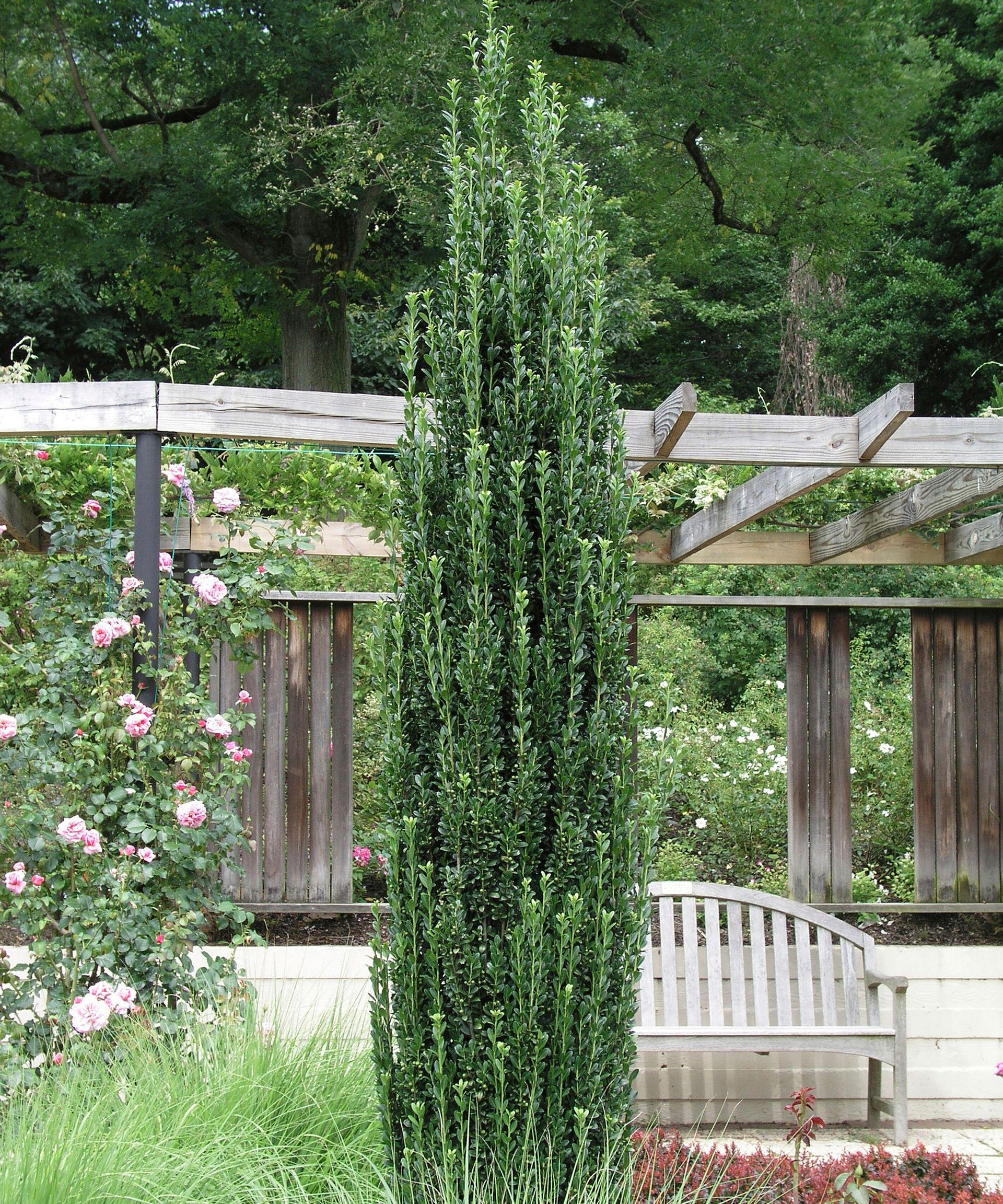 7 Small Privacy Trees To Transform Your Yard Into An Oasis | Gardening ...
