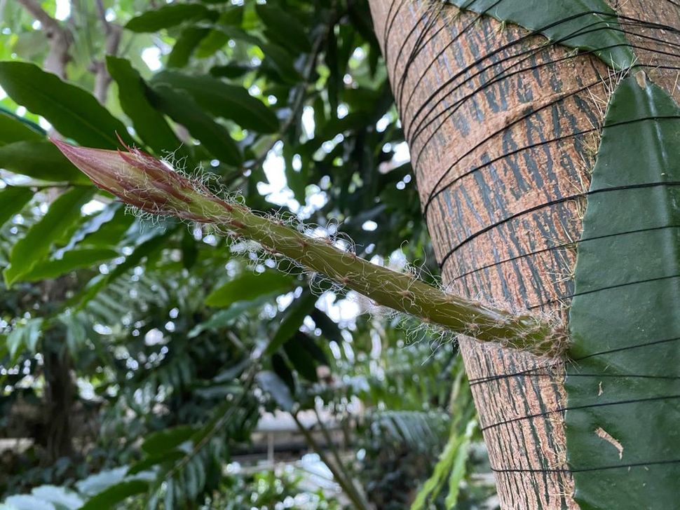 1st time-lapse of rare moonflower blooming is stunning | Live Science
