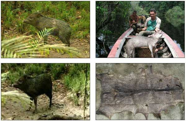 Big Pig-Like Beast Discovered | Live Science