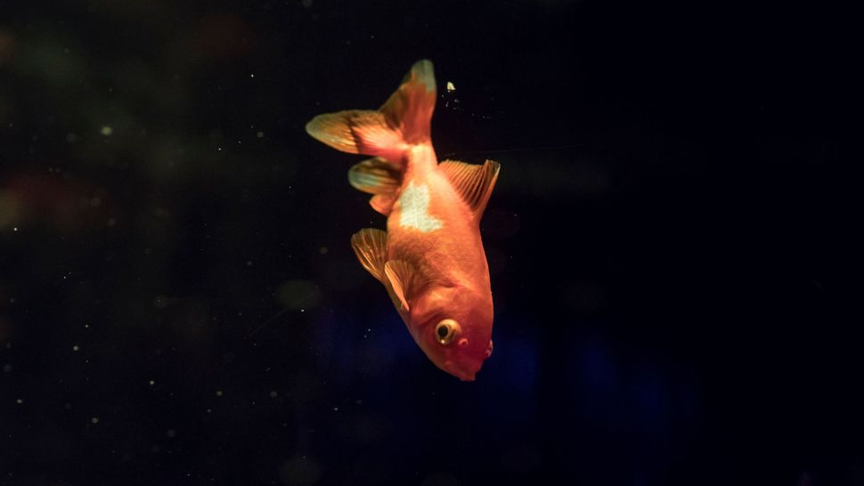 32 best types of fish for first-time owners | PetsRadar