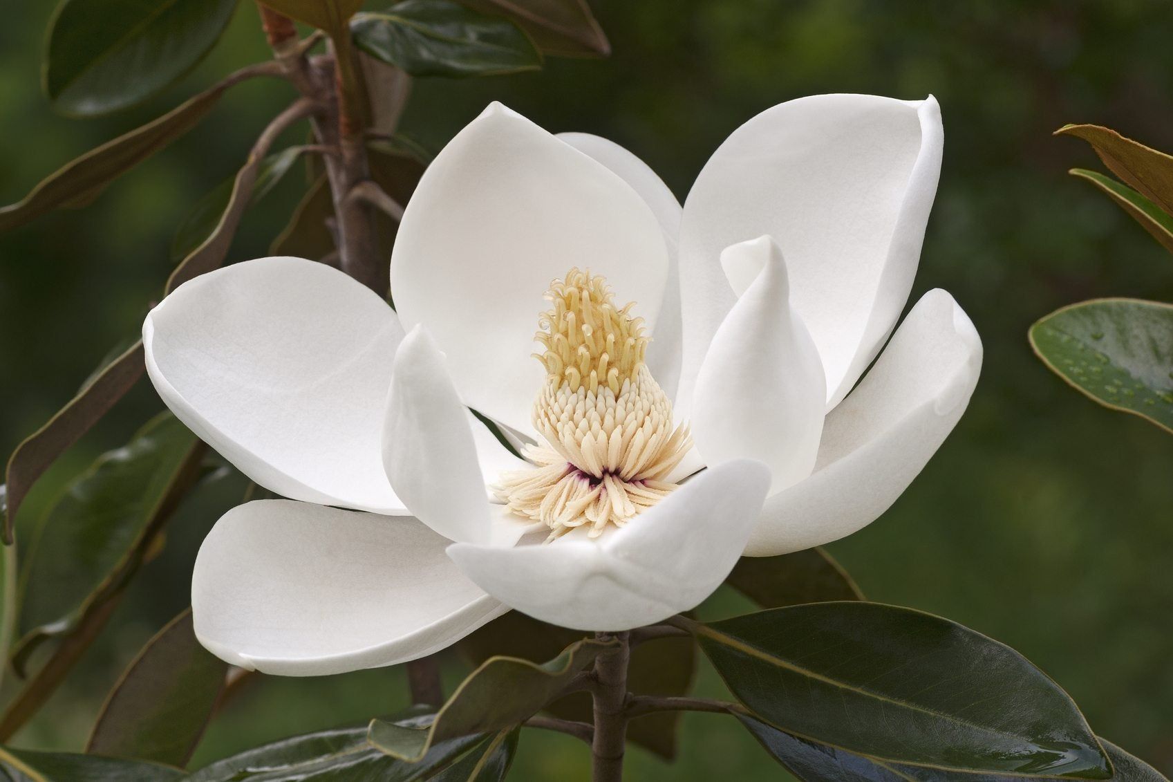 Southern Magnolia Tree Care: Growing Southern Magnolias In Your Garden ...