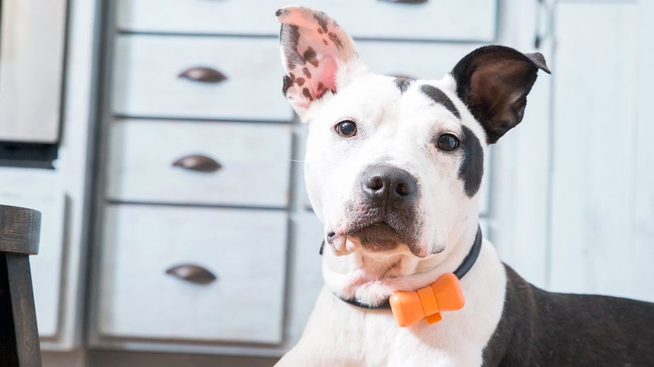 Fantastic beast tech: the wacky world of animal wearables | TechRadar