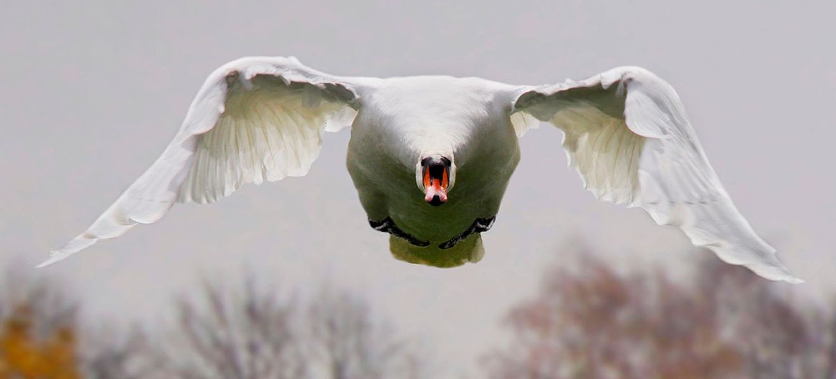 Curious Questions: Can a swan really break your arm? | Country Life