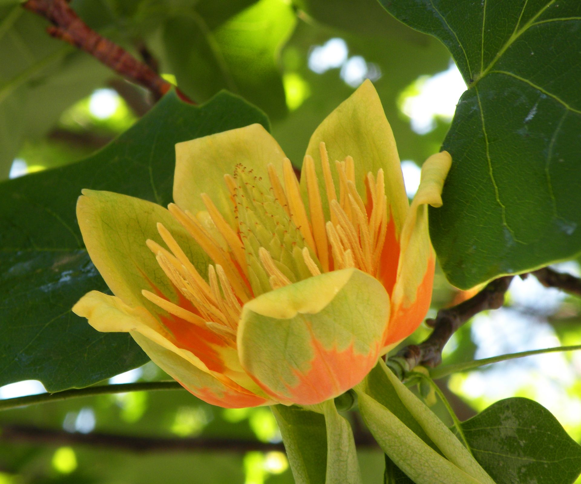 Tulip Tree Care Guide: Expert Advice For Healthy Trees | Gardening Know How