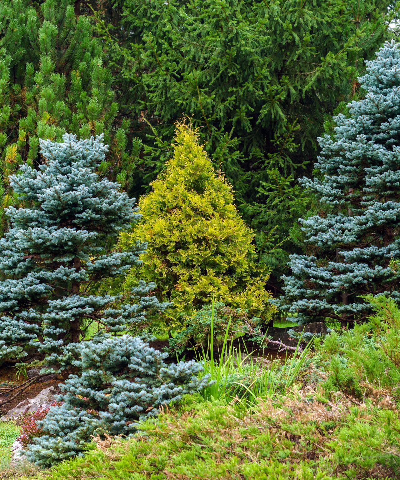 Balsam fir care and growing guide | Homes and Gardens